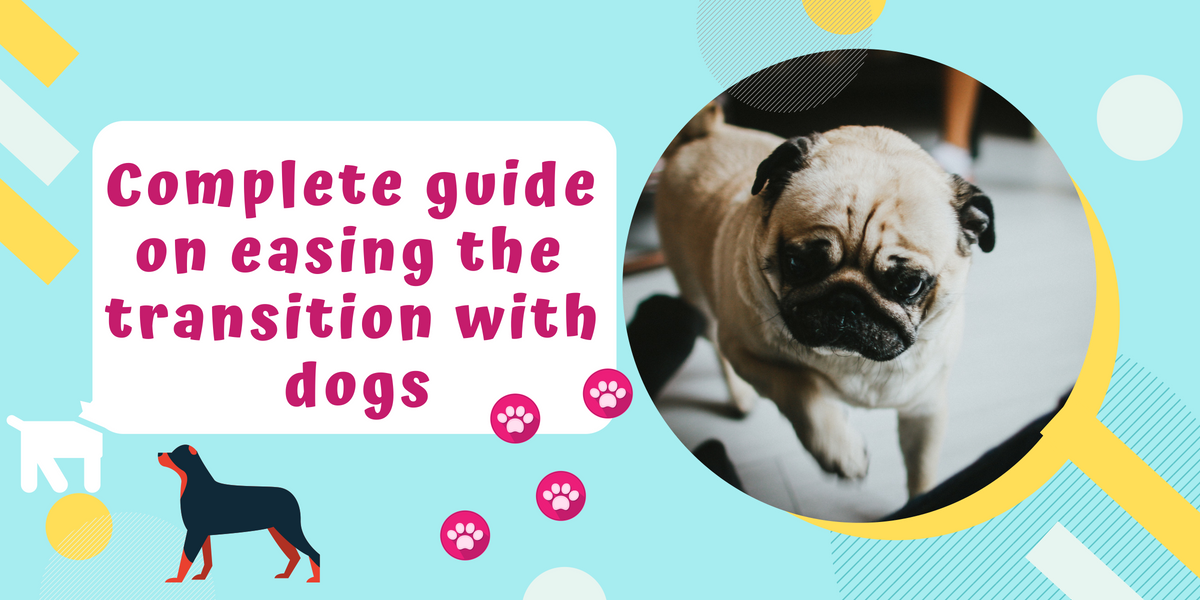 Complete guide on easing the transition with dogs - CBD Movers Adelaide